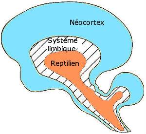 Les modes de stockage du cerveau
